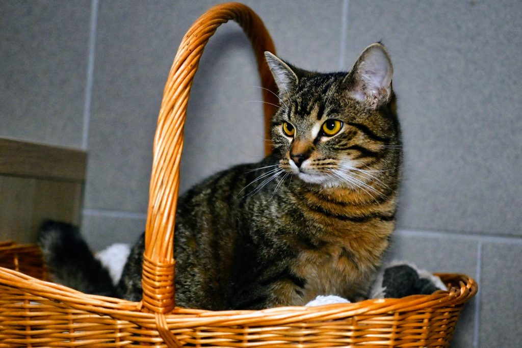 Dino & Kasio – Tierschutzverein Minden und Umgebung e.V.