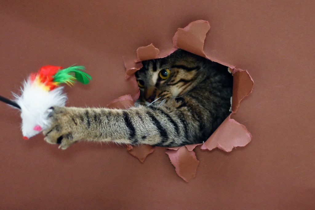 Dino & Kasio – Tierschutzverein Minden und Umgebung e.V.