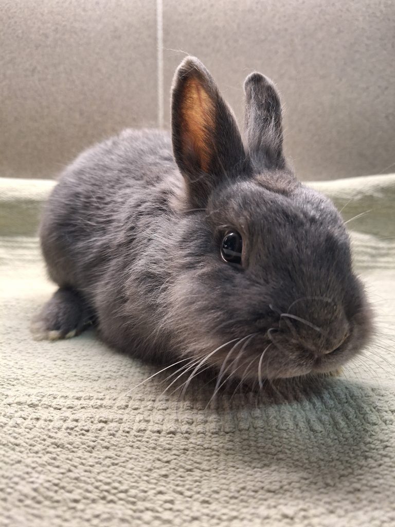 Hooligan Oliver Phineas Reno Sami – Tierschutzverein Minden und ...