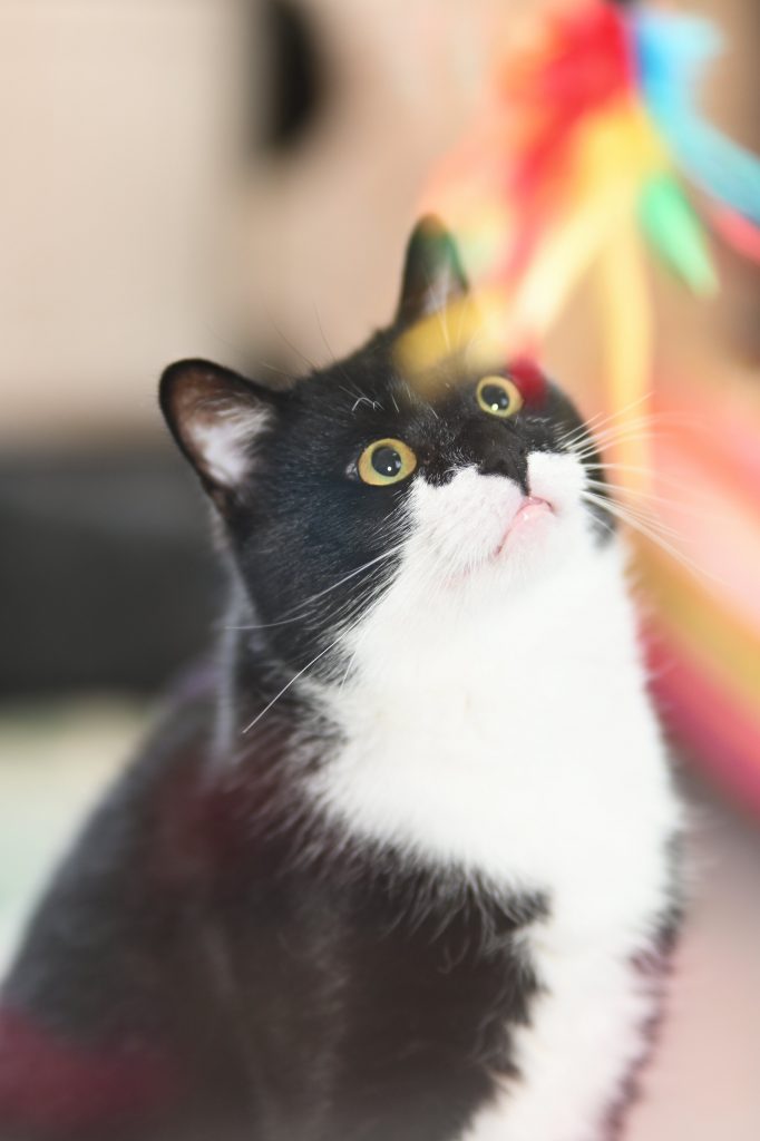 Periculum – Tierschutzverein Minden und Umgebung e.V.