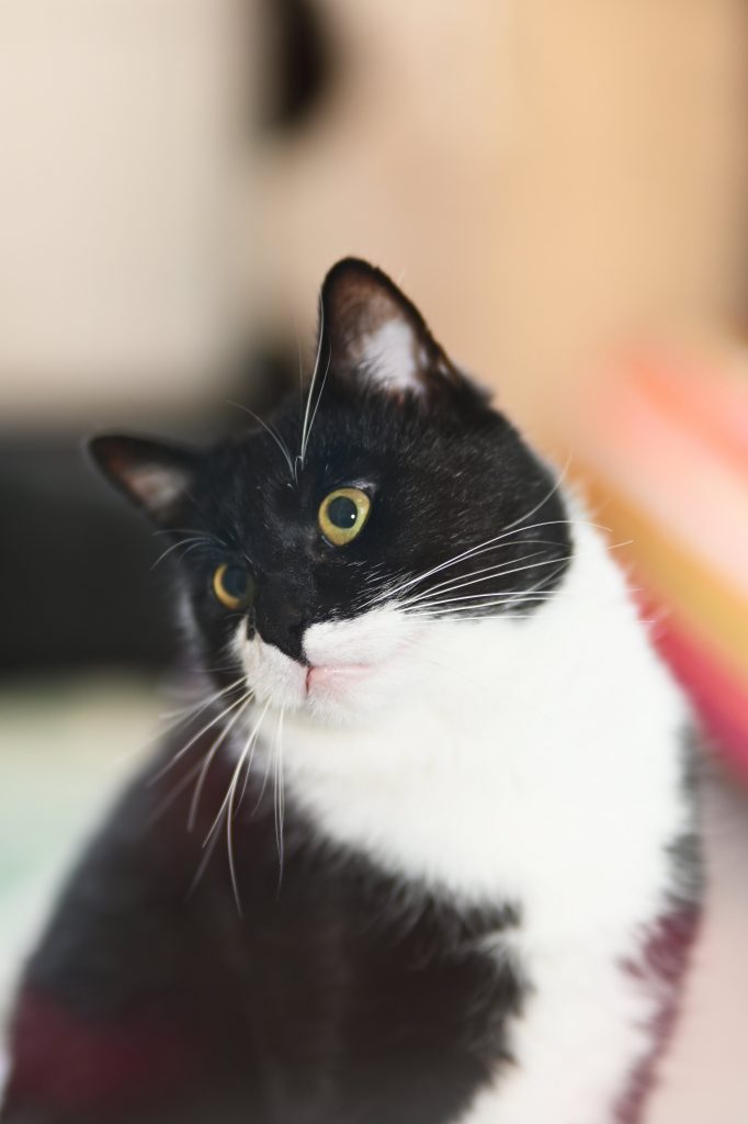 Periculum – Tierschutzverein Minden und Umgebung e.V.