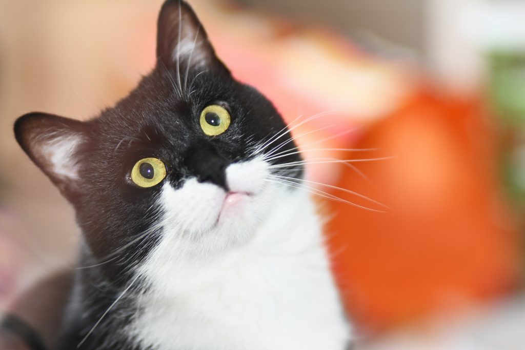 Periculum – Tierschutzverein Minden und Umgebung e.V.