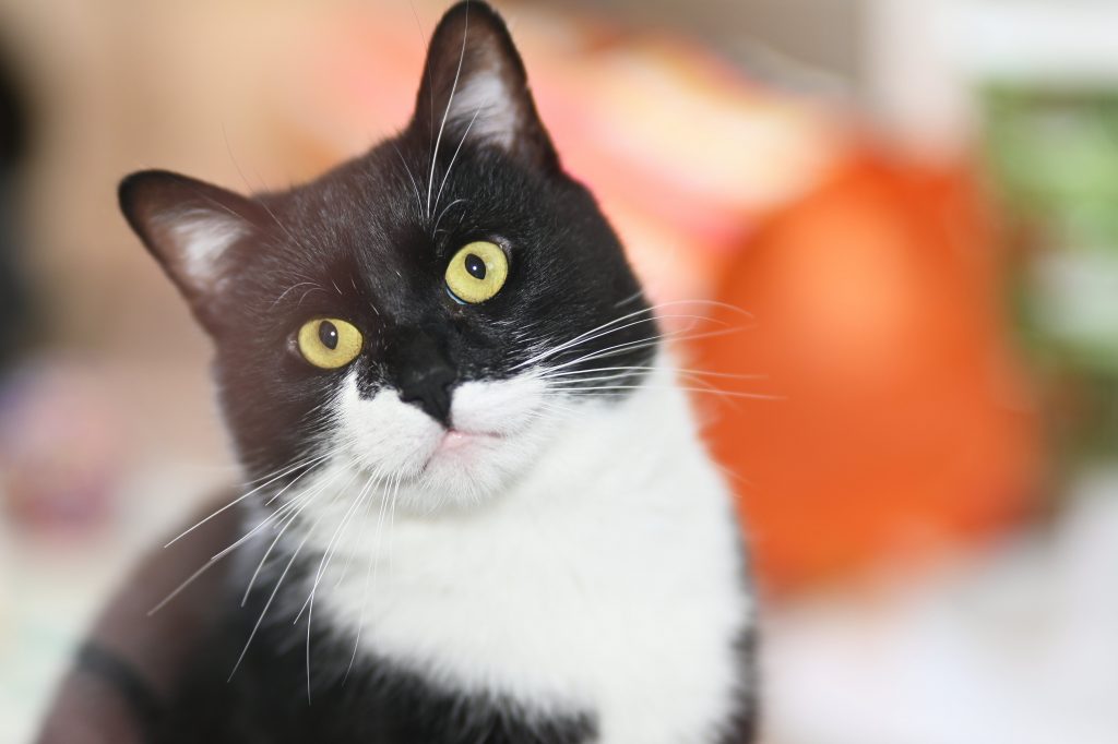 Periculum – Tierschutzverein Minden und Umgebung e.V.