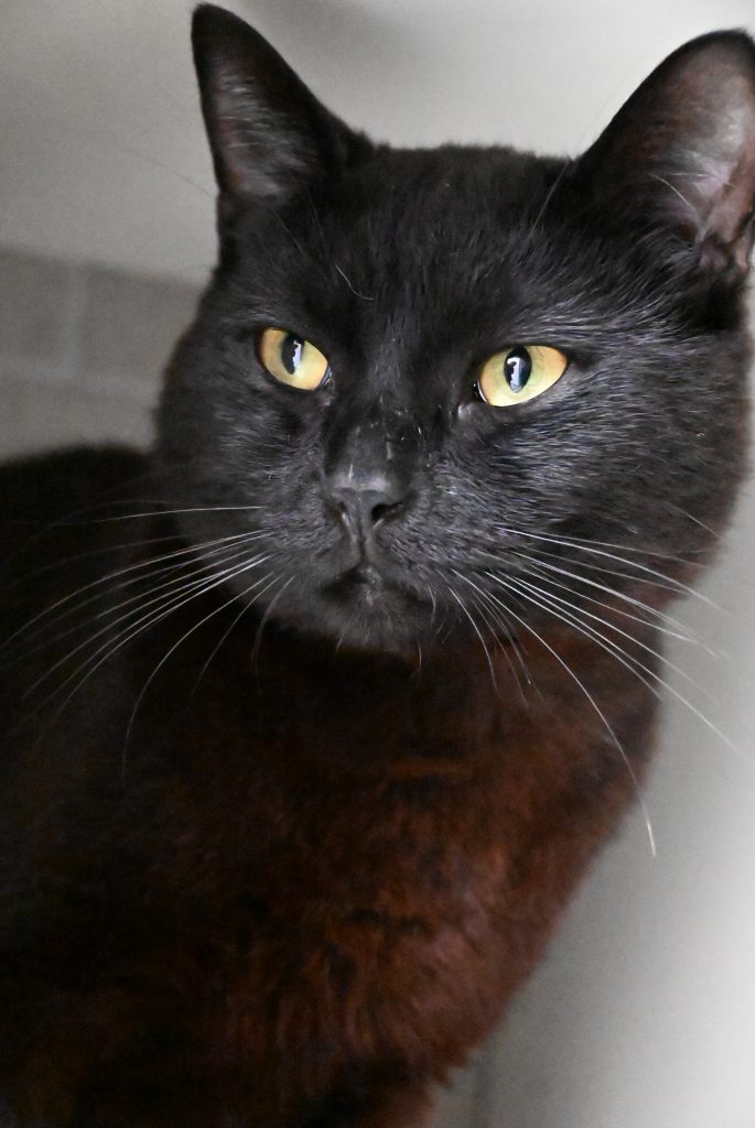 Munkustrap, Tux – Tierschutzverein Minden und Umgebung e.V.